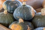 67 Different Types of Squash (Summer & Winter Varieties)