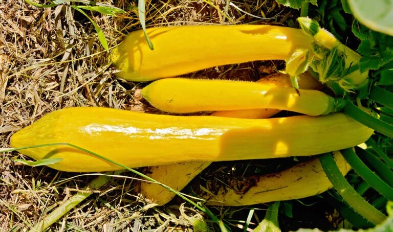 67 Different Types of Squash (Summer & Winter Varieties)
