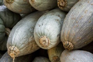 67 Different Types of Squash (Summer & Winter Varieties)