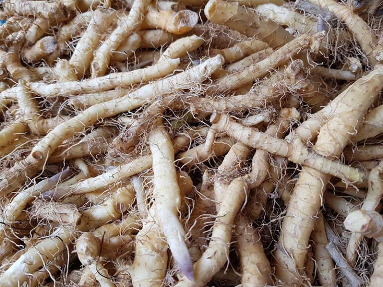 What are Tubers? 50 Tuber Crops with Uses and Nutrition
