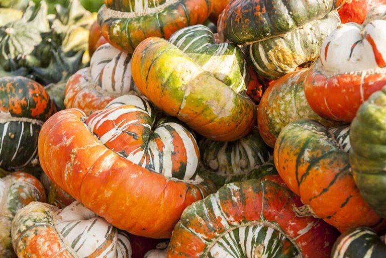 67 Different Types of Squash (Summer & Winter Varieties)