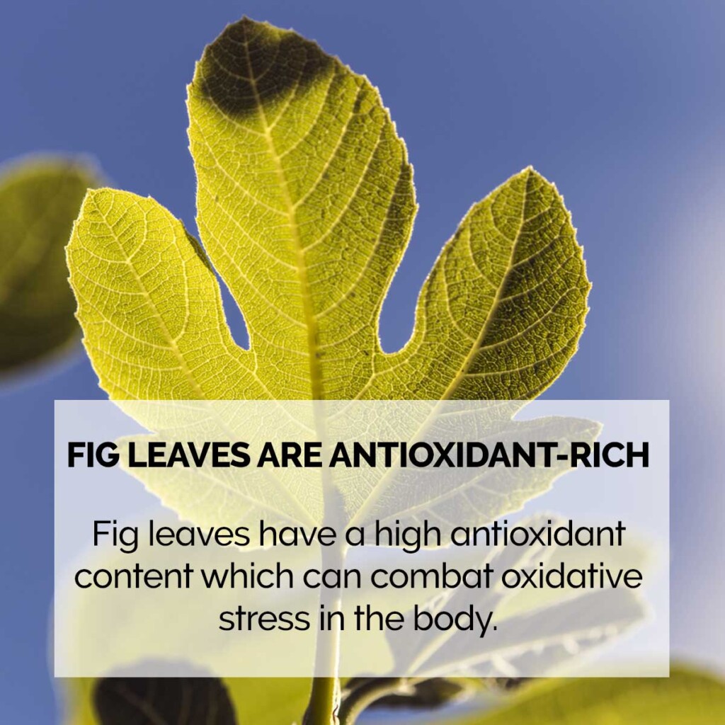 47 Health Benefits of Fig Leaves (Nutrition Facts + Uses)