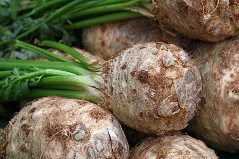 Low Starch Root Vegetables Guide for a Low-Carb Diet