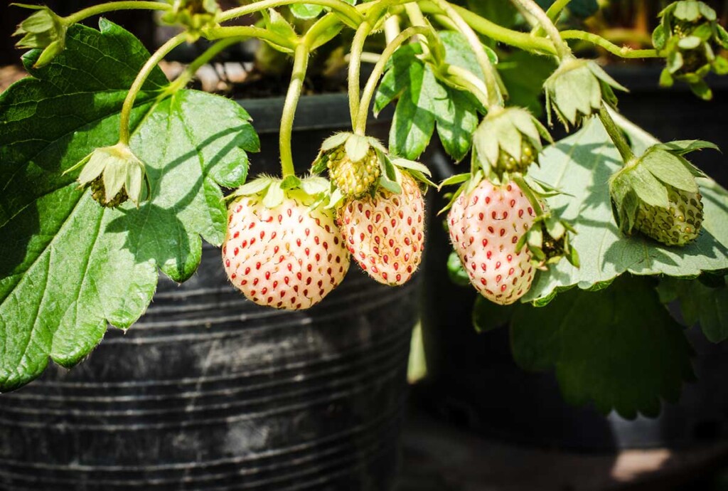 Pineberries: The White Strawberry You Need to Try