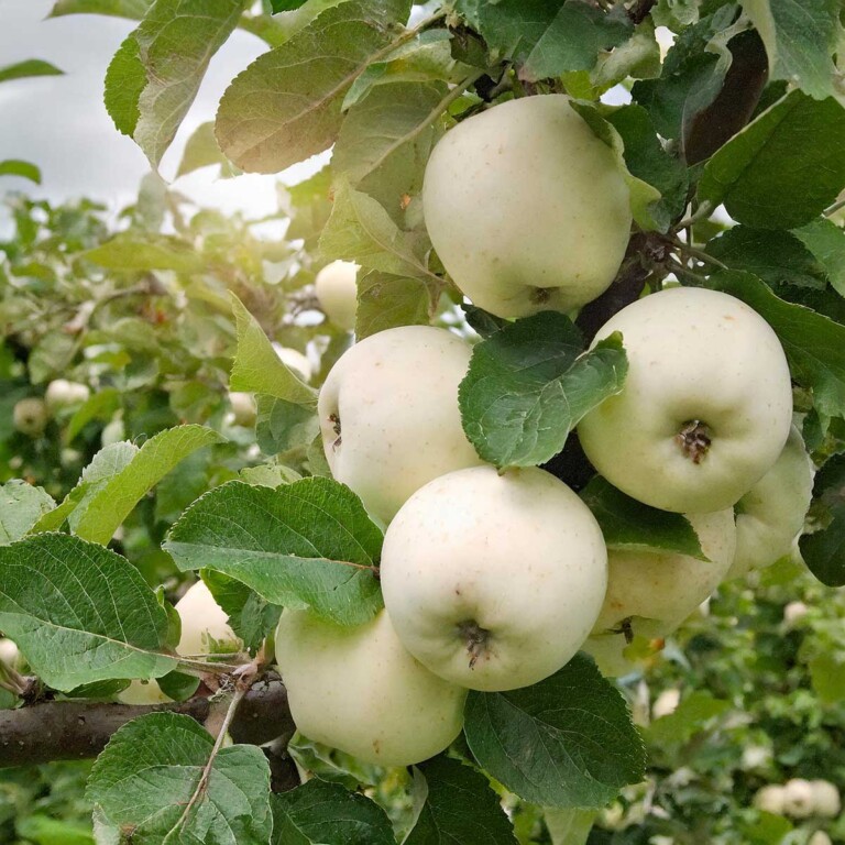 White Apples: Facts, Taste & What You Need to Know