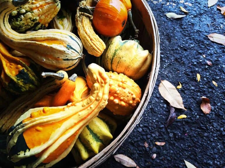 Ornamental Gourds: Different Types, Growing & Curing