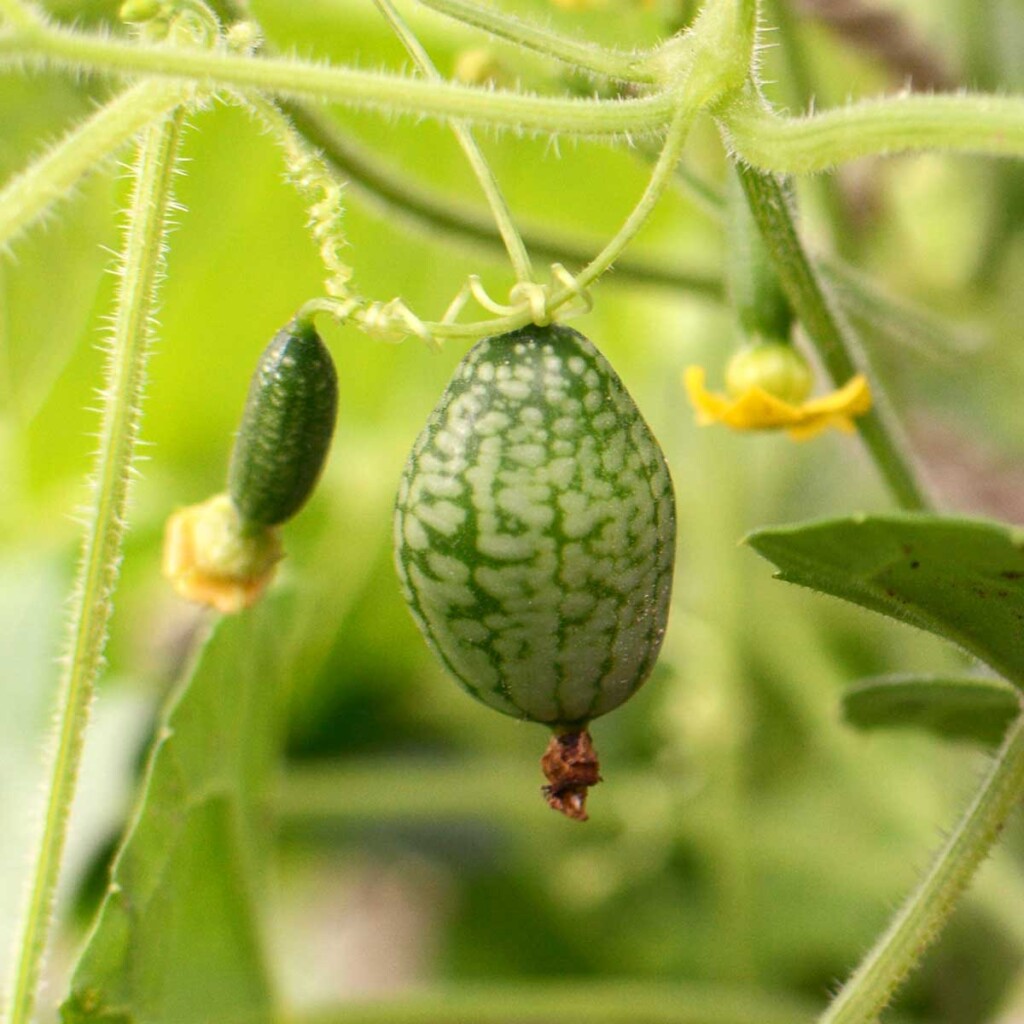 What Are Cucamelons? How to Grow & Eat These Mexican Gems