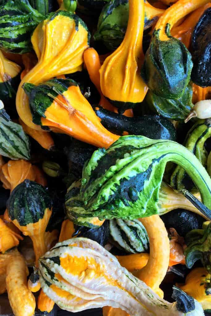 Ornamental Gourds: Different Types, Growing & Curing