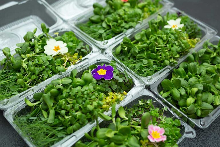 Full List of Types of Microgreens + How to Grow from Seeds