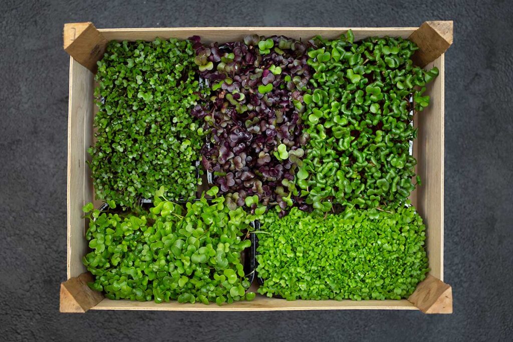 Full List of Types of Microgreens + How to Grow from Seeds