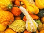 Ornamental Gourds: Different Types, Growing & Curing