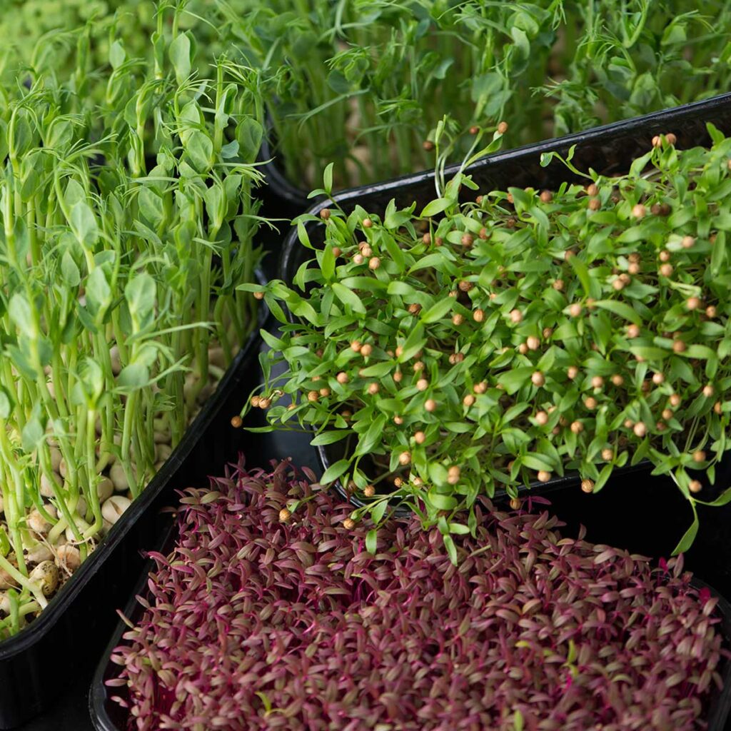 Complete Guide on Greens: Collards, Mustards & Turnip Greens