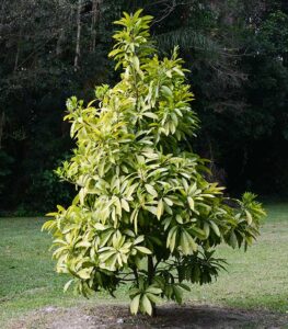 Sapote Fruit: Varieties, Facts & Surprising Health Benefits