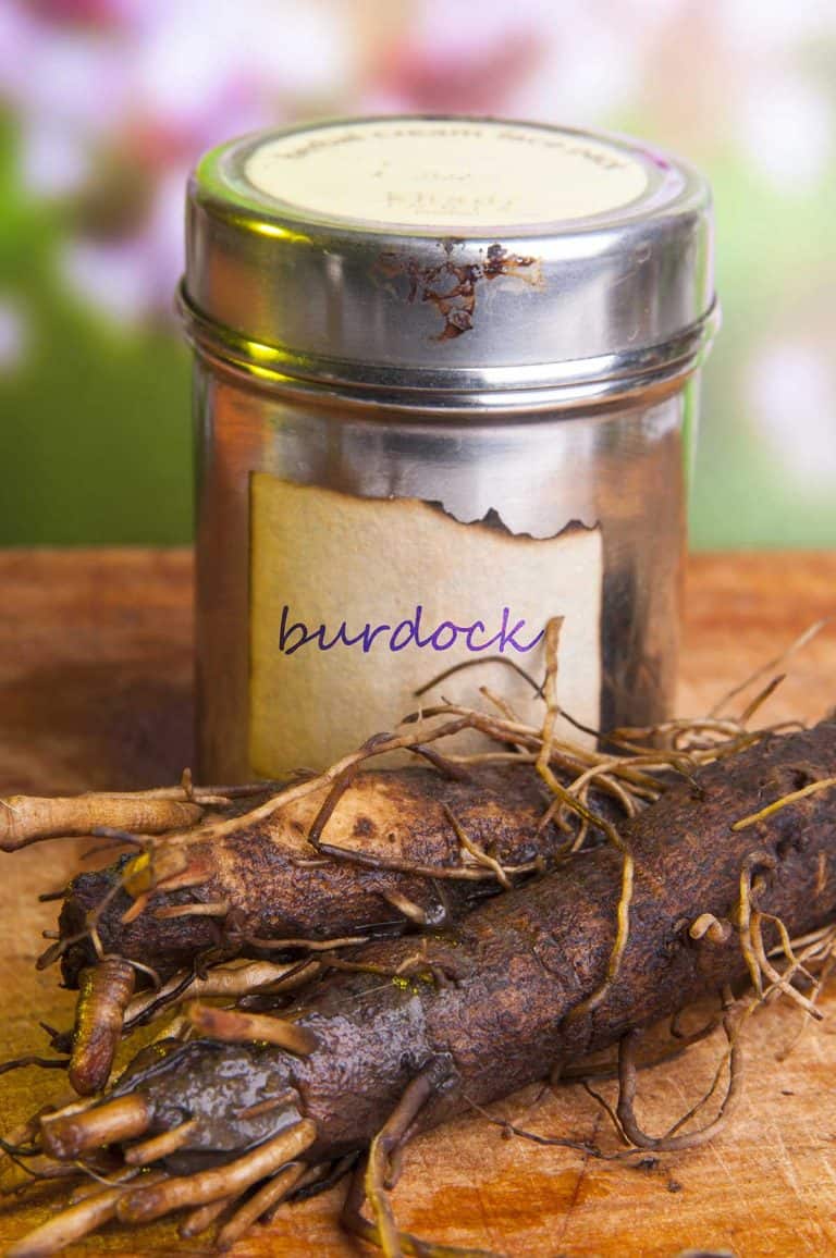 Burdock Root Tea: Health Uses, Benefits + How to Make It