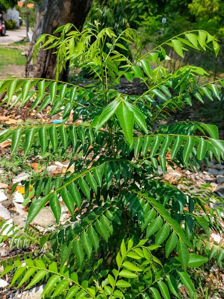 Curry Leaves: Everything You Need to Know + Health Benefits