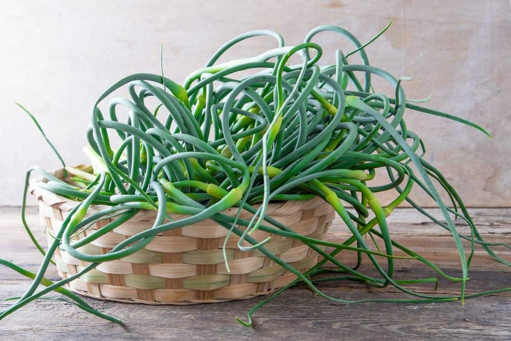 Garlic Scapes: Complete Guide to Cooking & Health Benefits