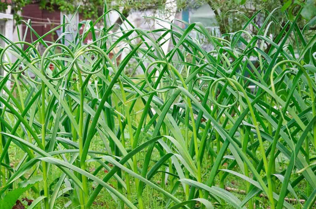Garlic Scapes: Complete Guide to Cooking & Health Benefits